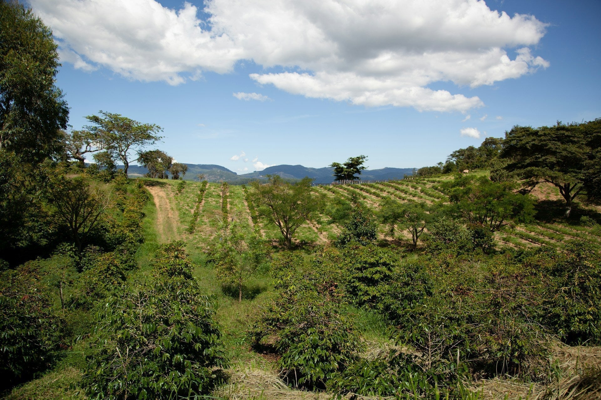 Brazil Coffee Production | A Brief History | Ebru Coffee
