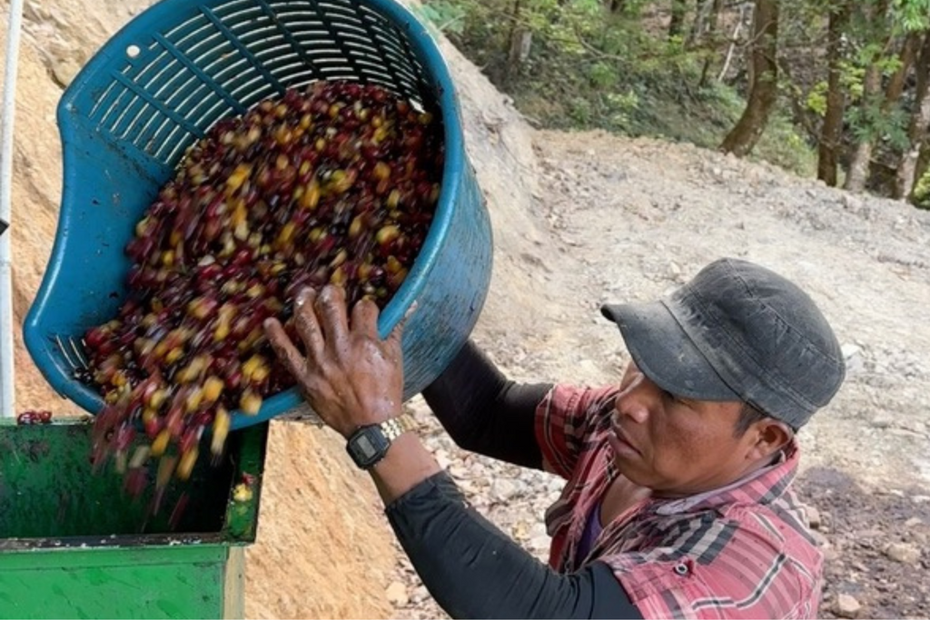 Understanding Washed Processing of Coffee – Ebru Coffee Co.