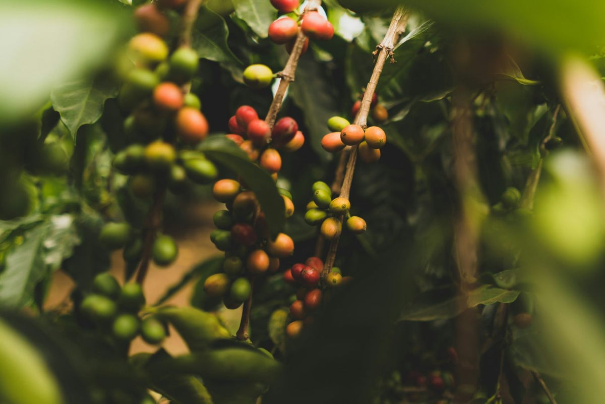 Coffee Flavor Profiles By Region | Ebru Coffee Co.