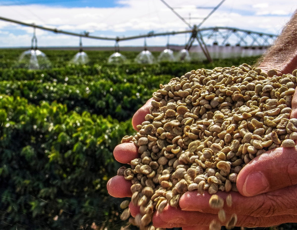 Brazil Coffee Production | A Brief History | Ebru Coffee