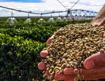 Brazil Coffee Production | A Brief History | Ebru Coffee